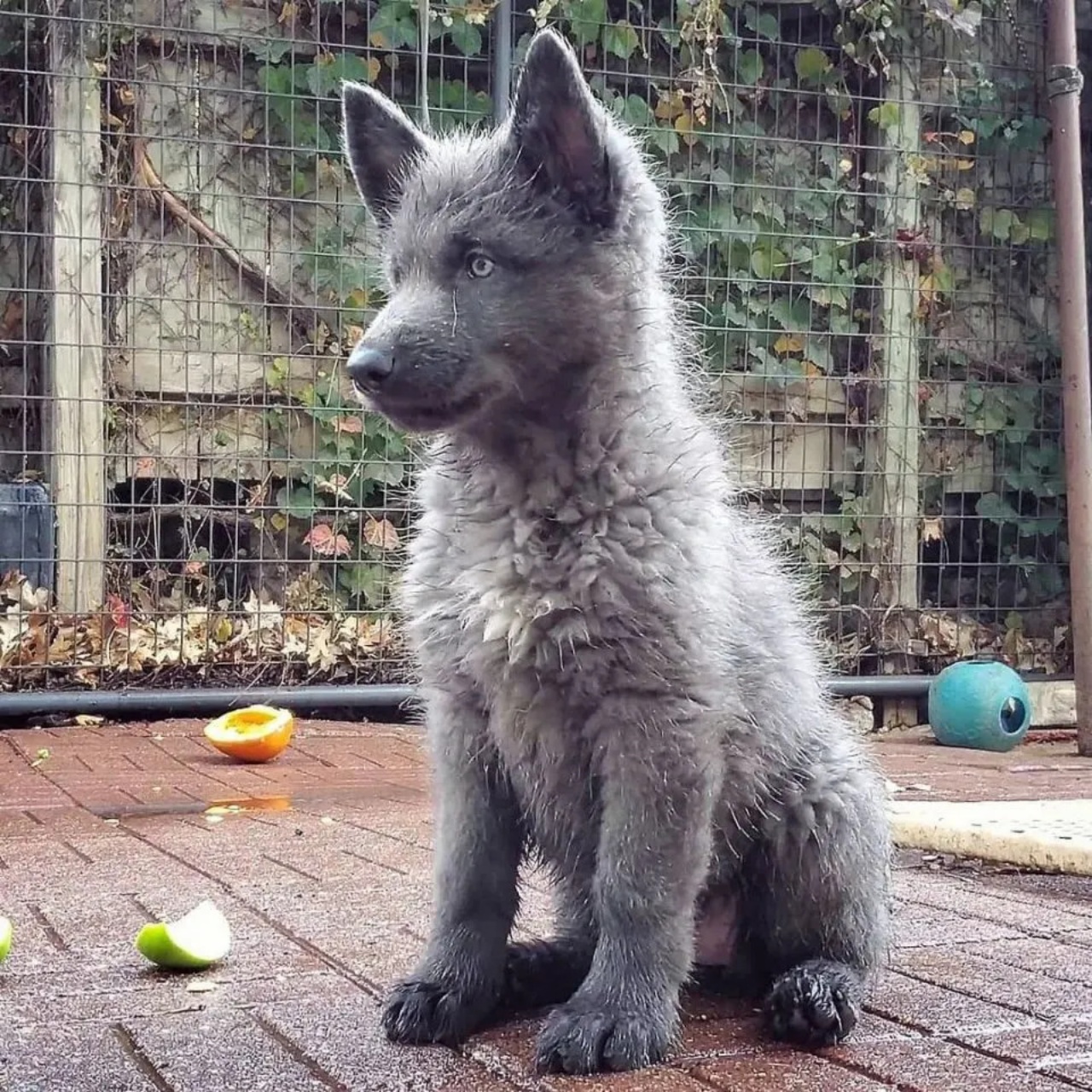 Conosciamo il "Blue Bay Shepherd": l'incrocio di cane unico al mondo