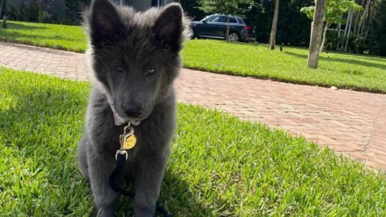 Conosciamo il "Blue Bay Shepherd": l'incrocio di cane unico al mondo