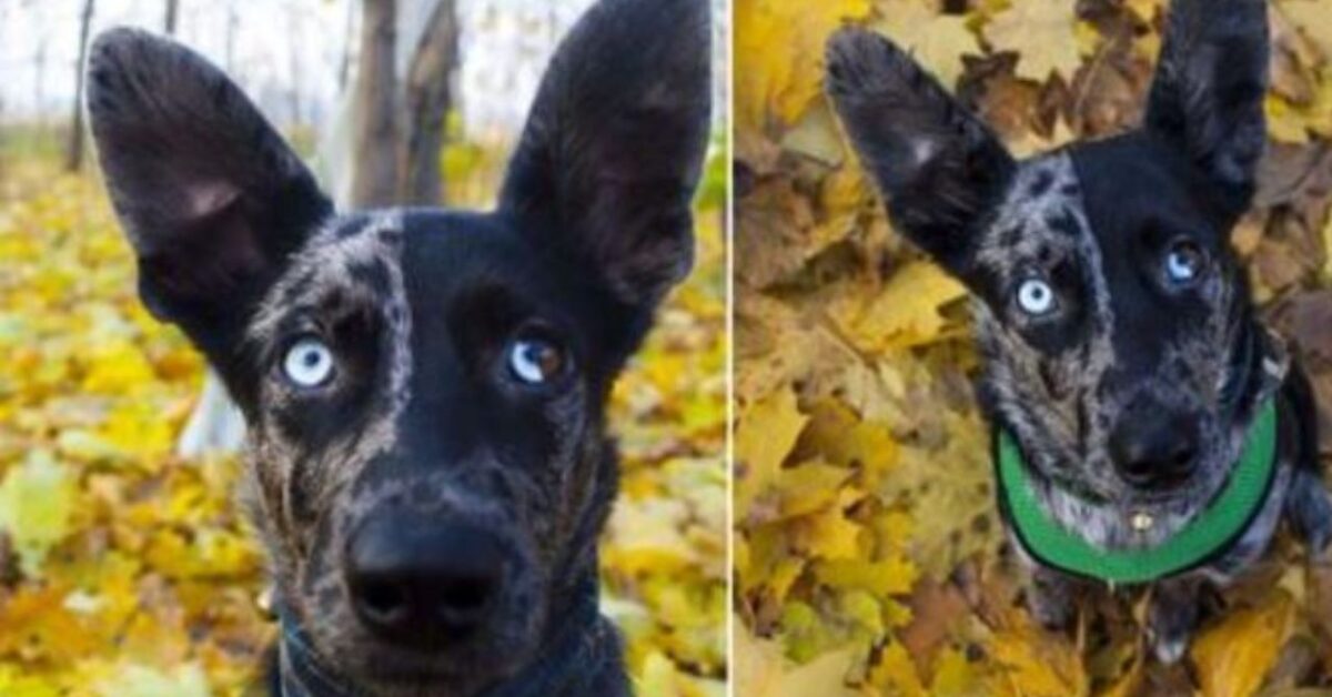 Luna: il cane con l'eterocromia più bello che ci sia