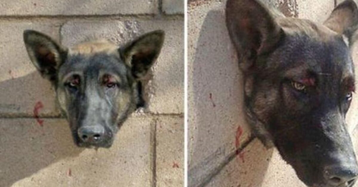 Questo cucciolo di cane aveva la testa incastrata e urlava per la paura ...