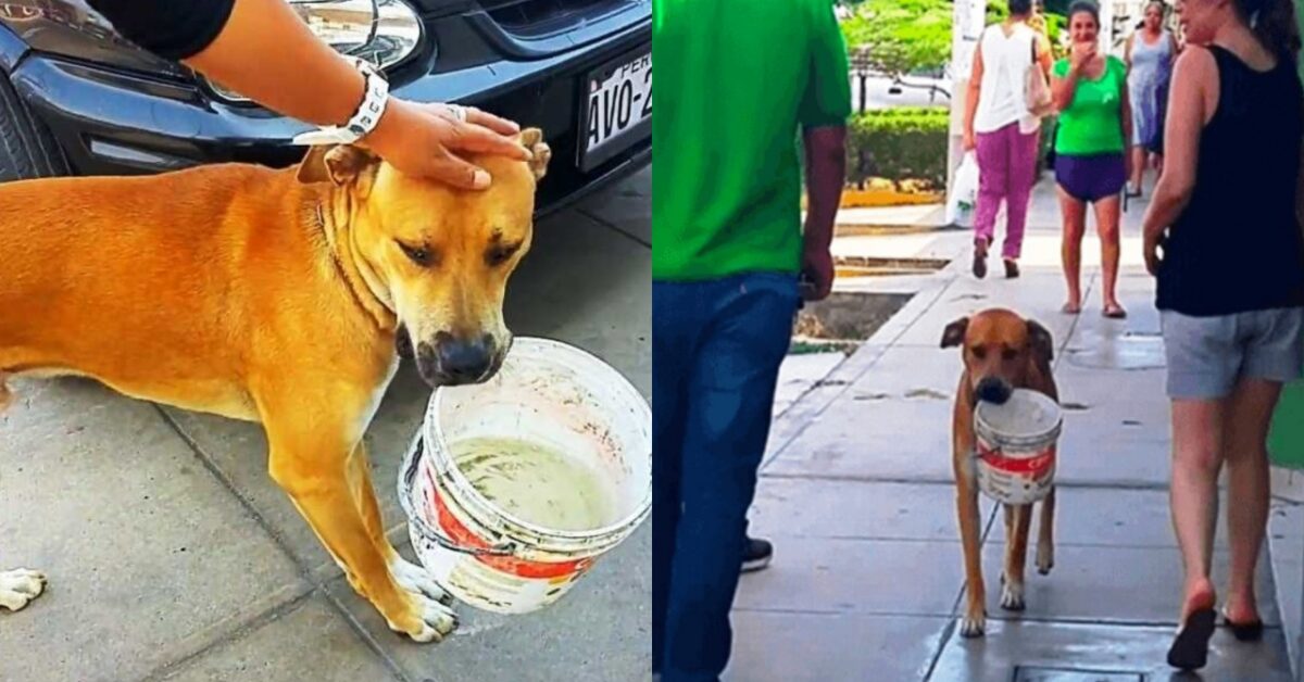 Cane assetato chiede l'acqua ai passanti con un secchio in bocca