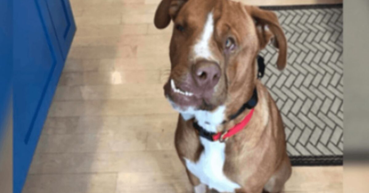 Woody, il cane dal muso storto: una storia di amore e resilienza