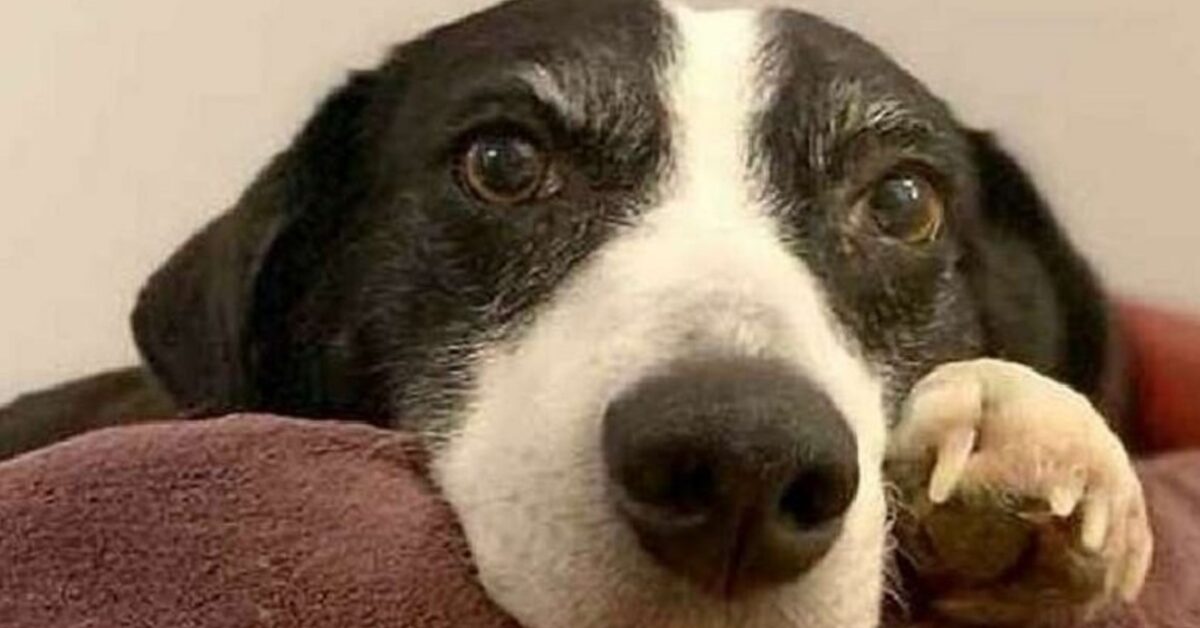 Il cane più solitario del Regno Unito è riuscito a trovare una famiglia