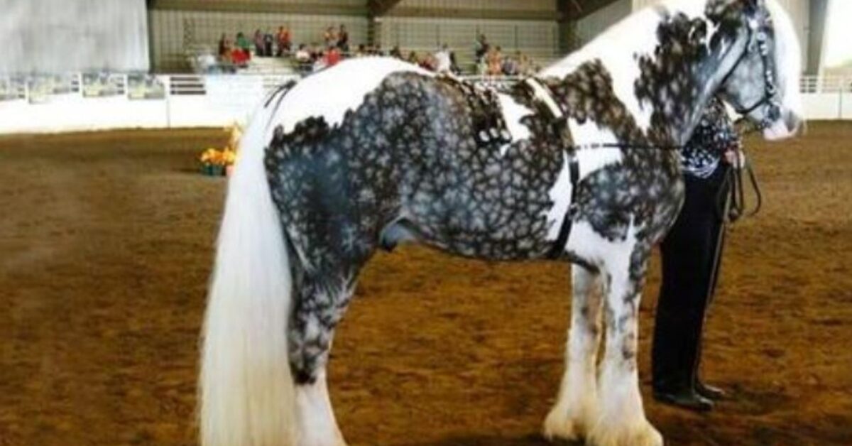 Andiamo a scoprire insieme le razze di cavallo più belle del mondo