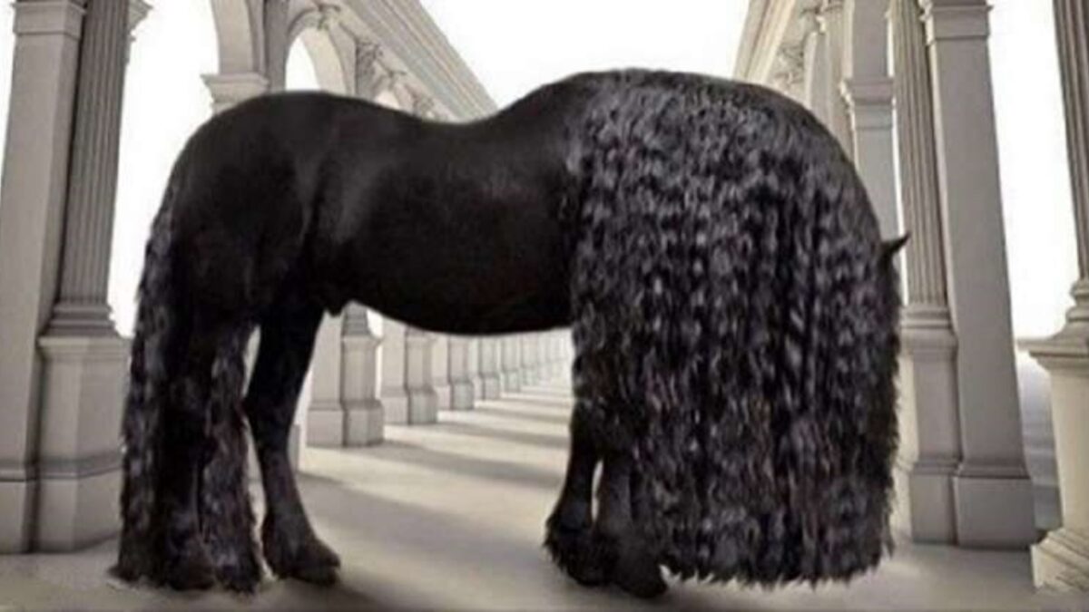 Conosci una delle razze equine più belle ed eleganti: il cavallo frisone