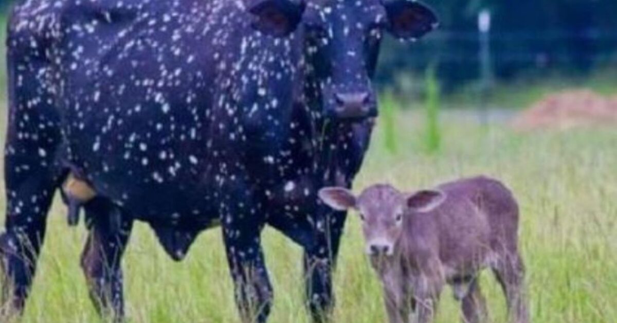 La mucca Celeste, anche detta la "mucca cosmica" ha un figlio e lo ...