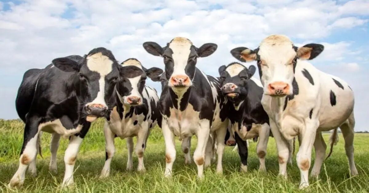 Mucca venduta per 16000 pesos, è la mucca più costosa del mondo