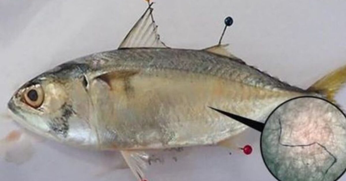 Microplastiche nel pesce: una ricerca del Quex Institute fa chiarezza