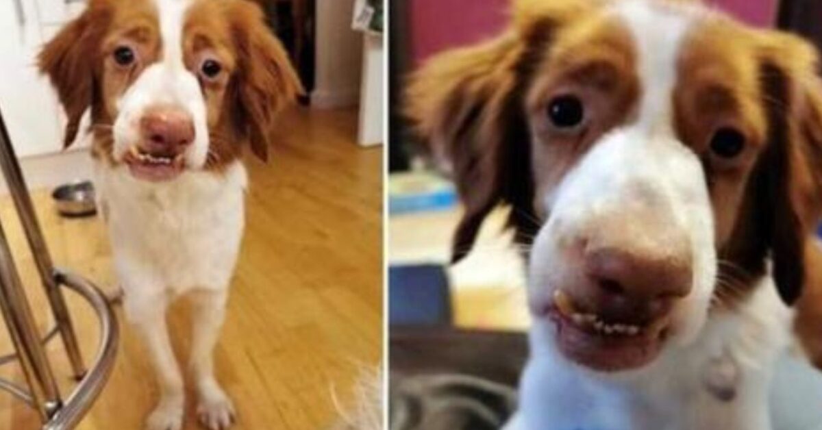 Pepo, il cane con un passato difficile, trova l'amore e la felicità nel ... Pepo, il cane con un passato difficile, trova l'amore e la felicità nel ...