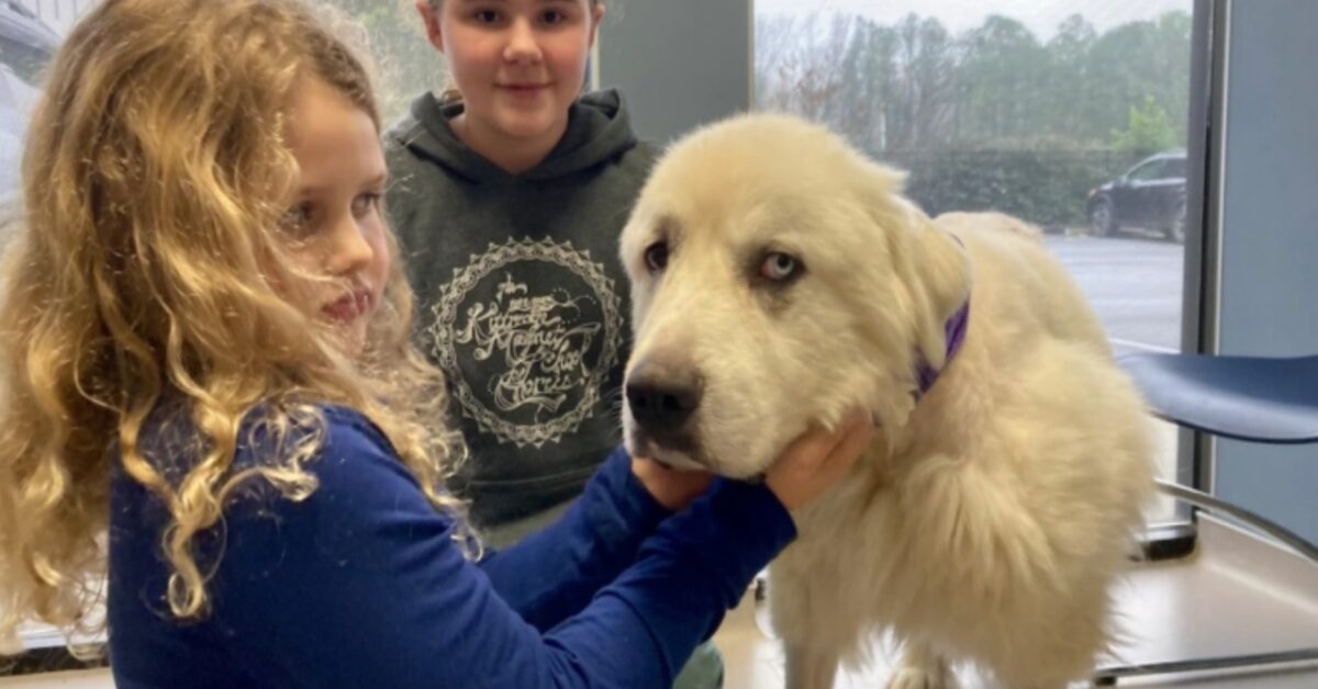 Cane pastore difende il suo gregge e fa scappare il predatore