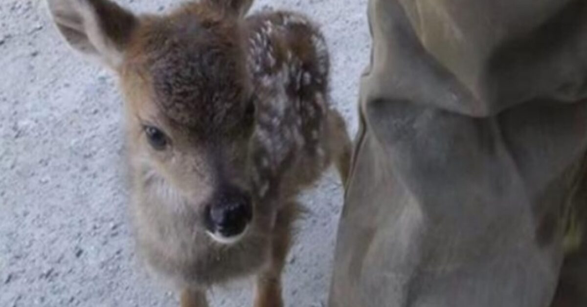 Piccolo cervo rimane solo sul ciglio della strada e dei passanti lo ...