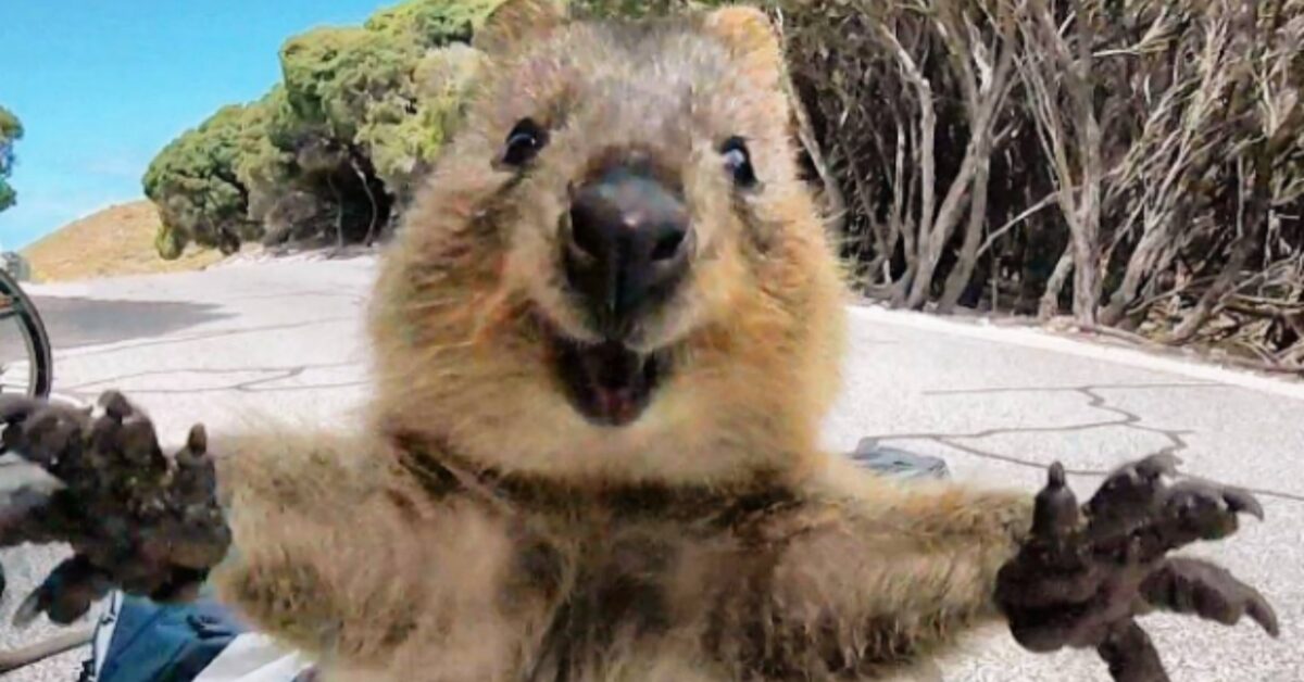 Dietro il dolce visino del Quokka si nasconde un lato oscuro: il suo ...