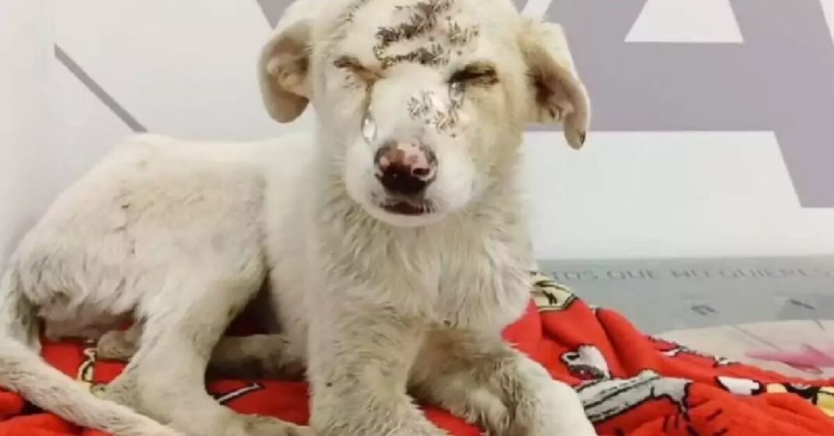 Cane randagio spaventato e maltrattato dai passanti piange disperato ...