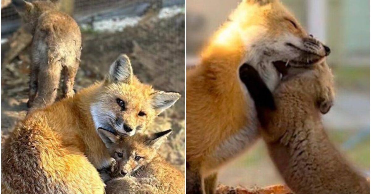 Volpe del centro di recupero adotta tre cuccioli orfani, trasformandosi ...