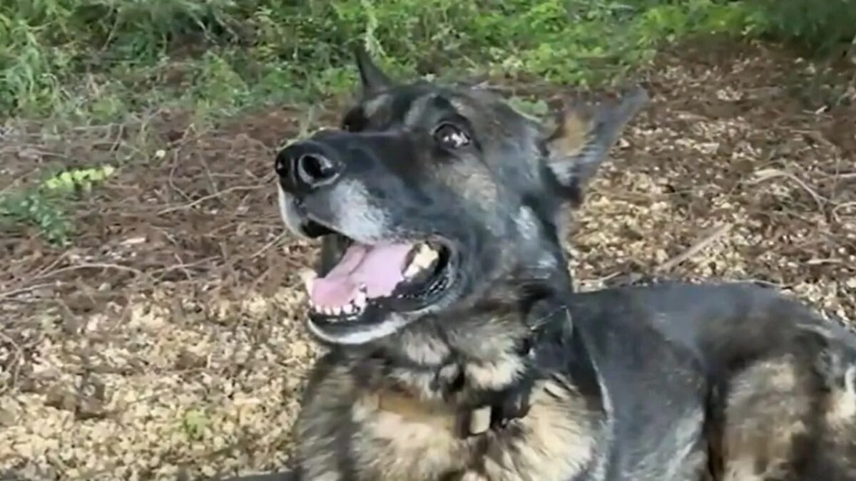Un cane fedele tiene in vita il bambino di 3 anni smarrito per 12 ...