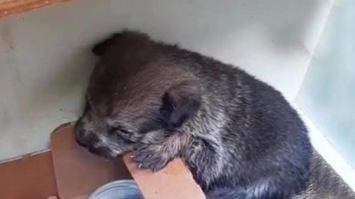 Un cane fedele tiene in vita il bambino di 3 anni smarrito per 12 ...